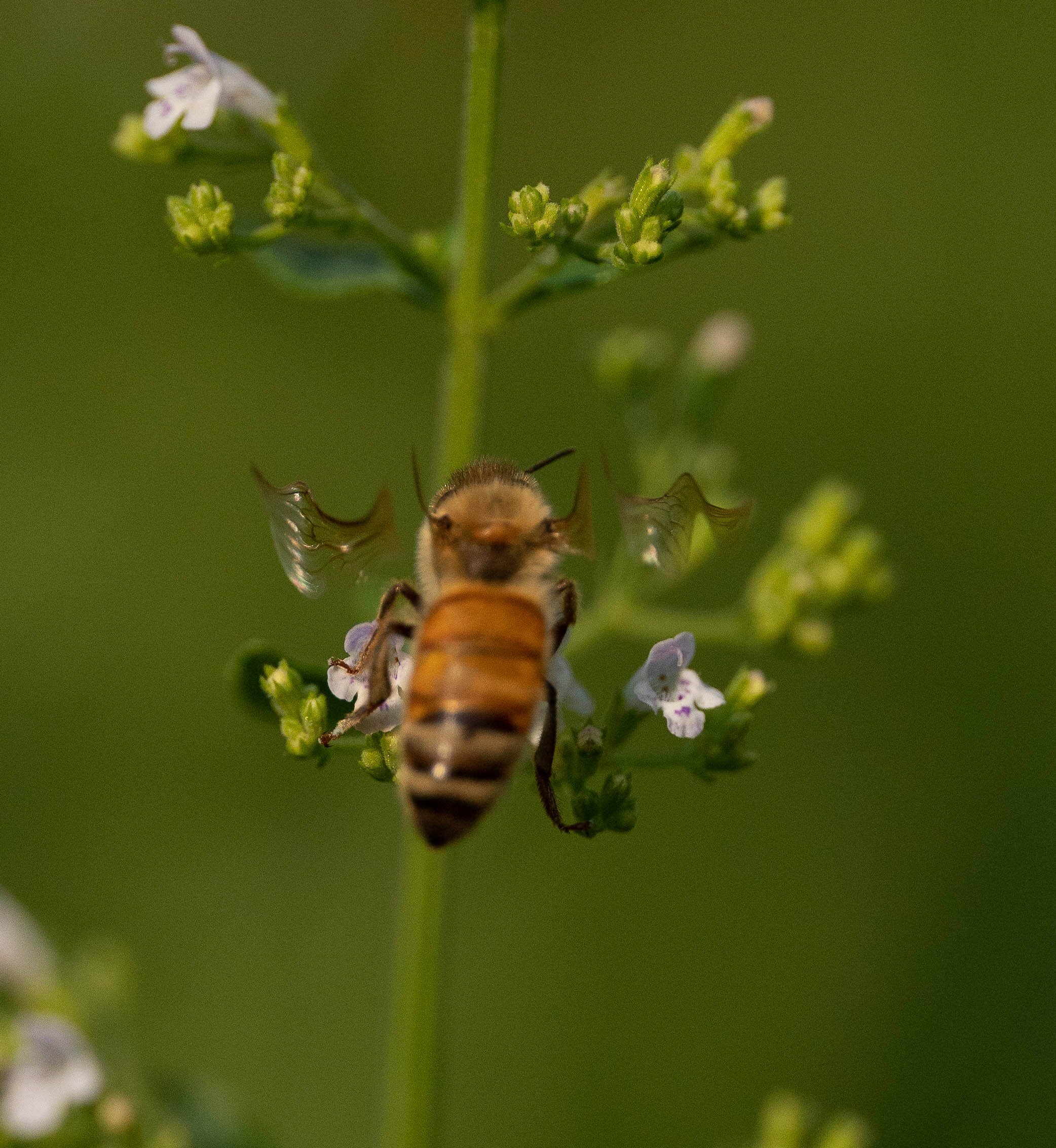 Sony A7Riii + Sigma 105mm Macro = Distorted bees wings |﻿ Sony Alpha ...
